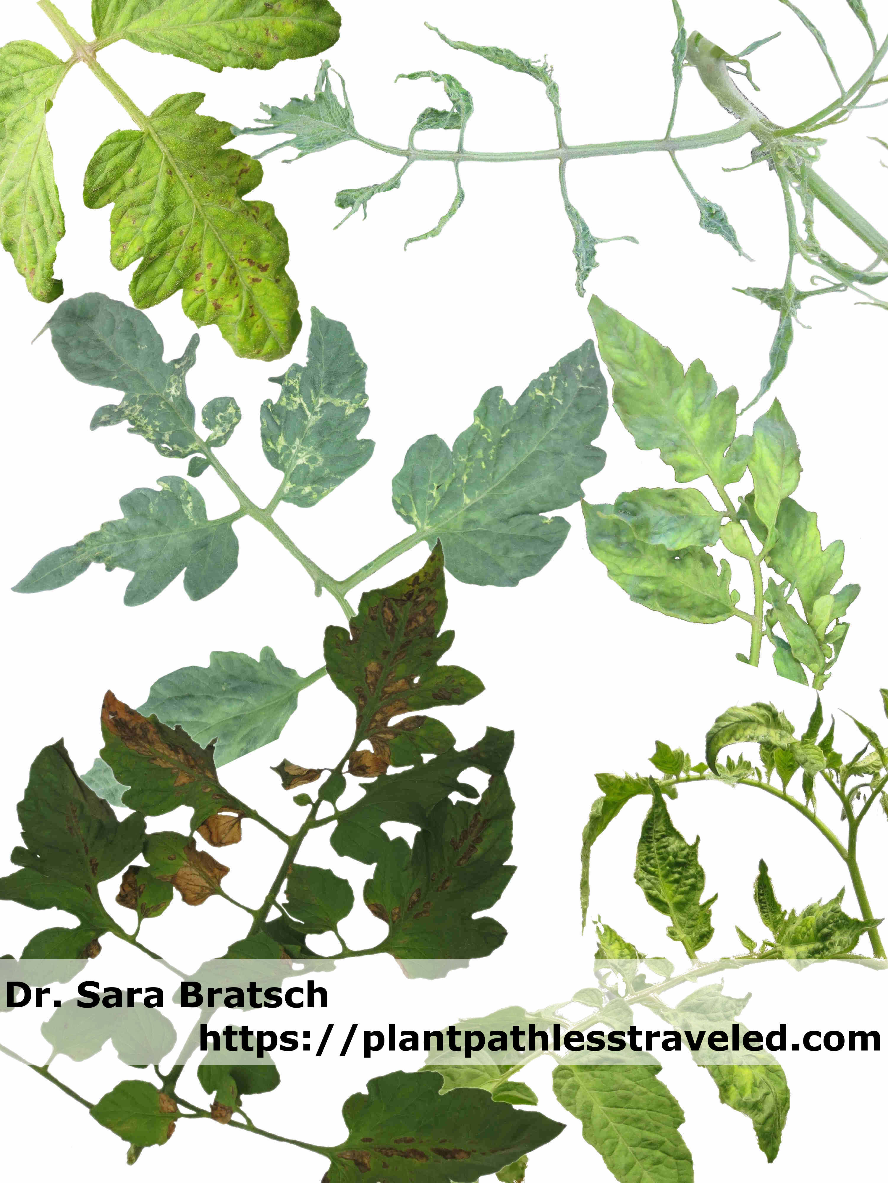Tomato mosaic virus infecting Tomatoes Tomato mosaic virus infecting Tomatoes