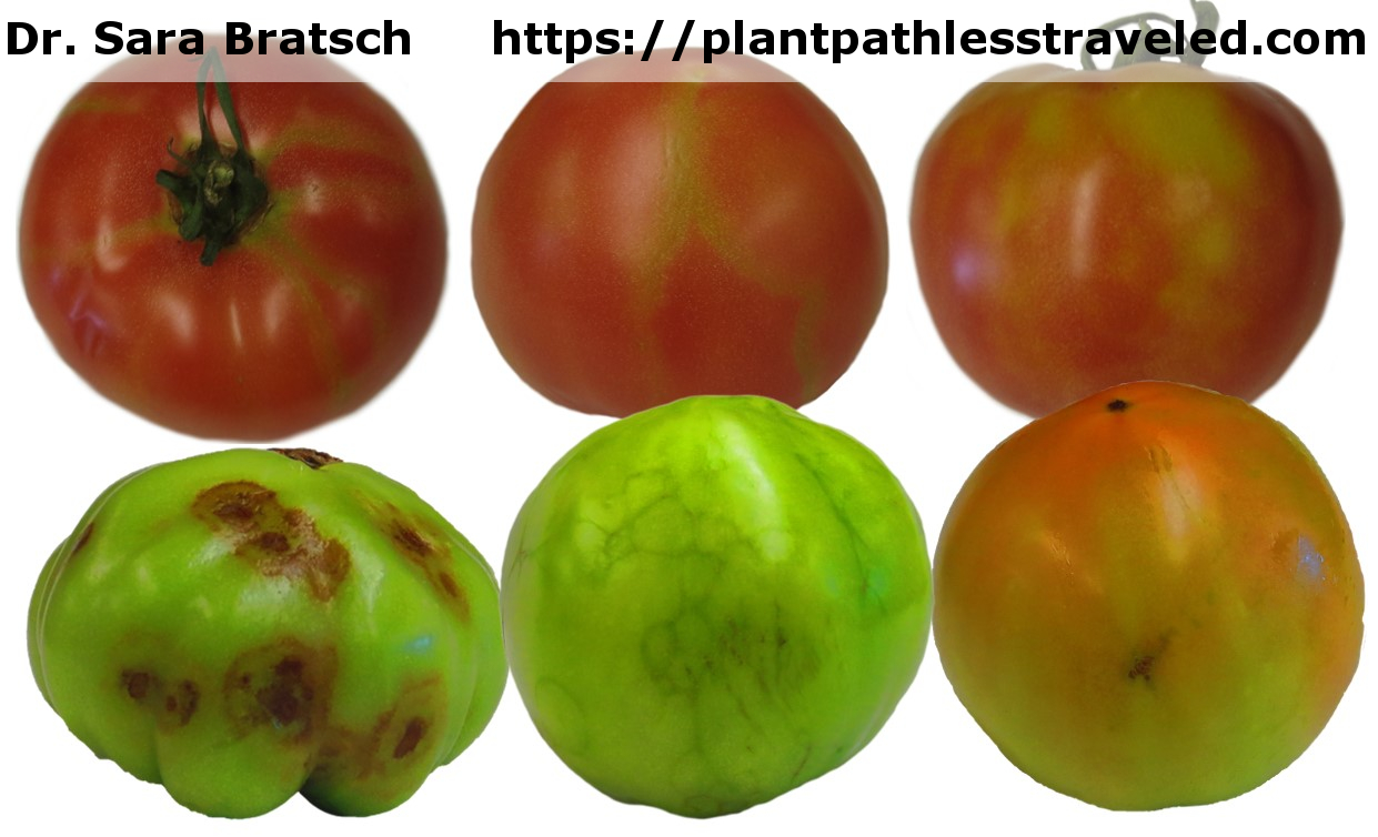 Tomato mosaic virus infecting Tomatoes Tomato mosaic virus infecting Tomatoes